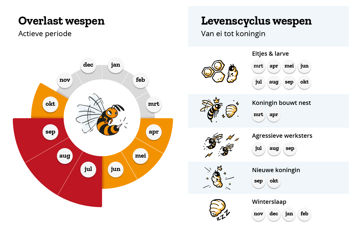 Alles over wespen: tips, informatie en hulp bij wespen!