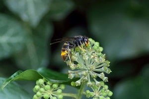 Hoornaars >> Alles over de Europese en Aziatische hoornaar