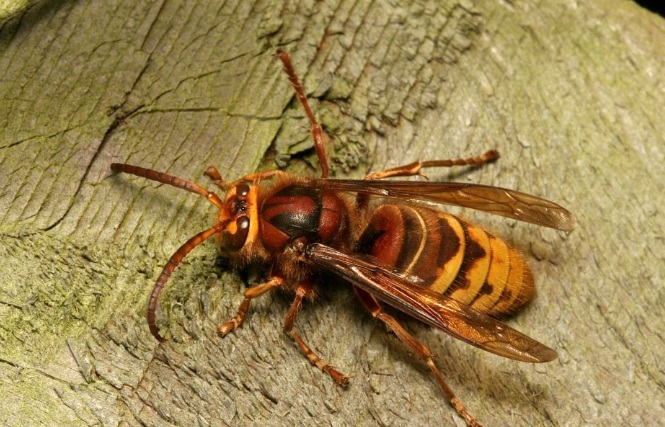 Welke wesp heb ik gezien?