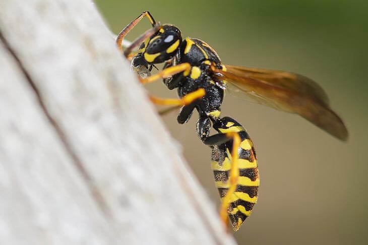 Wat is het verschil tussen een bij en een wesp?
