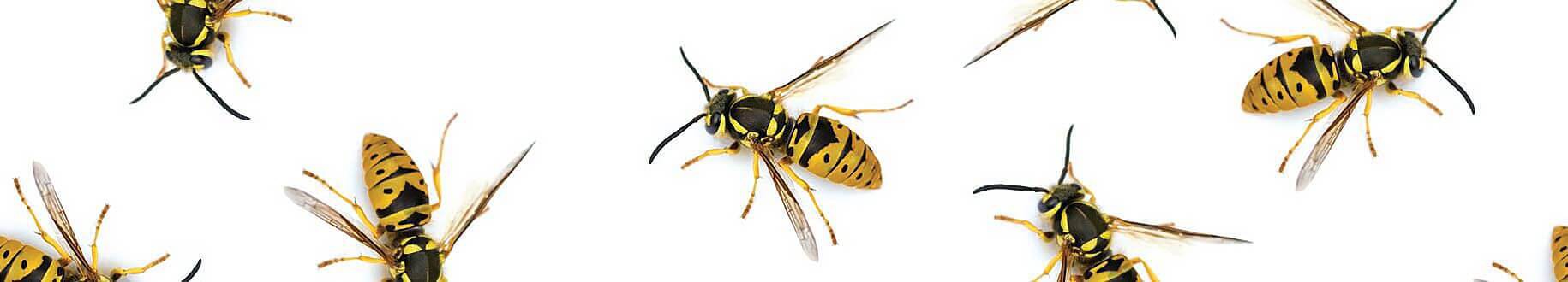 Graafwespen, wat doen ze en waar kom je ze tegen?