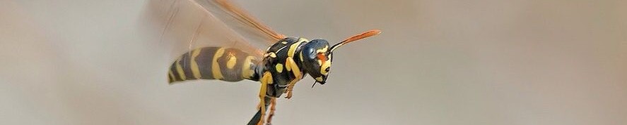 Franse veldwesp, de opkomende soort in Nederland!